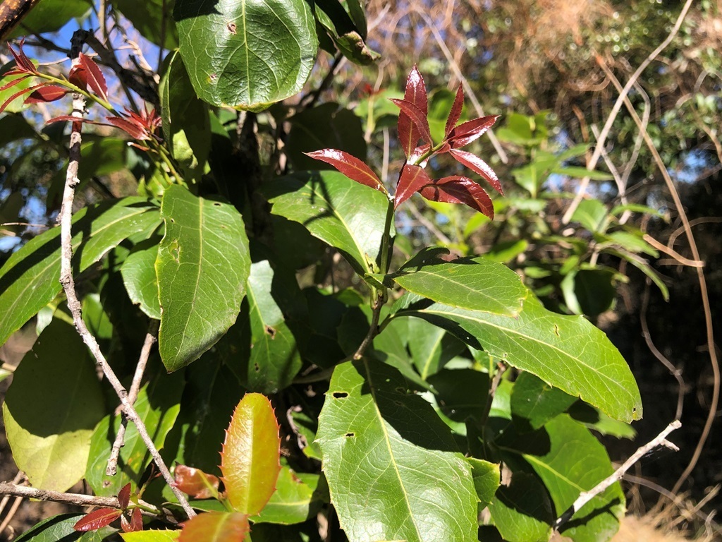 Denhamia bilocularis from Gowrie Junction QLD 4352, Australia on ...