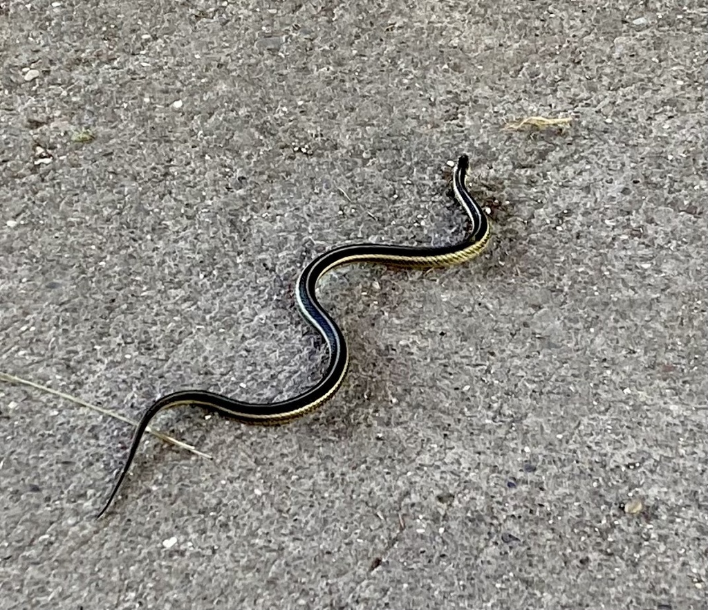 Common Garter Snake from Isle Royale National Park, Houghton, MI, US on ...