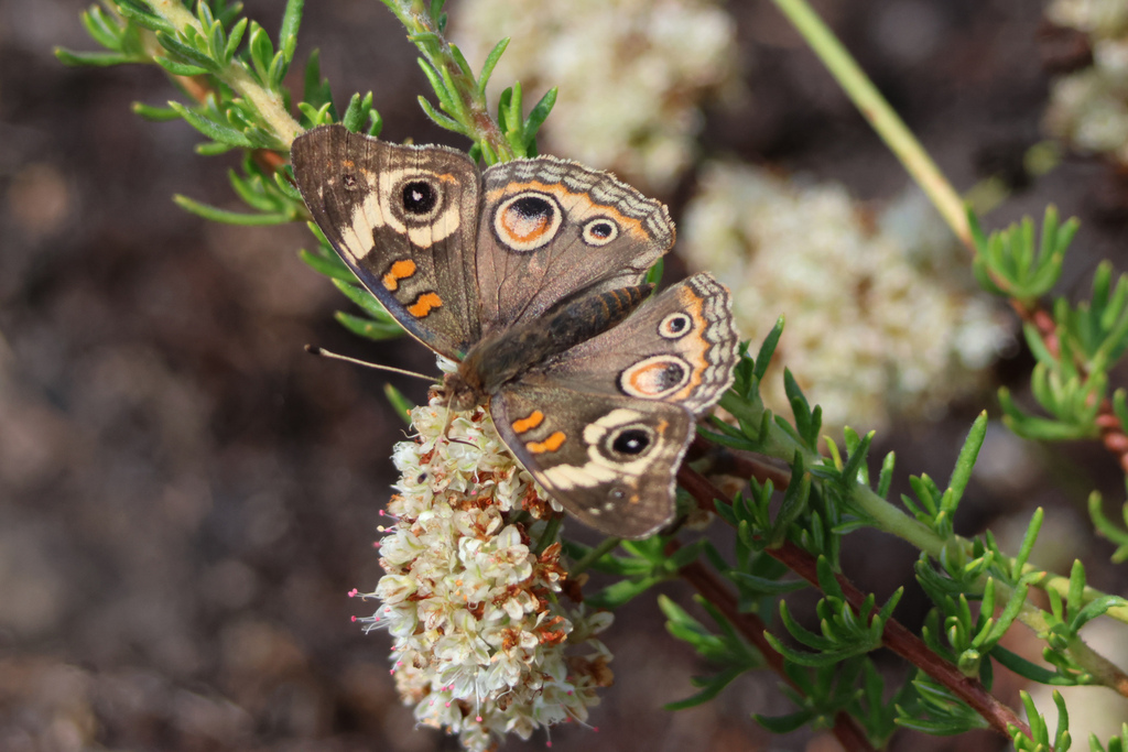 Gray Buckeye from San Joaquin Marsh, Irvine, CA 92612 on September 1 ...