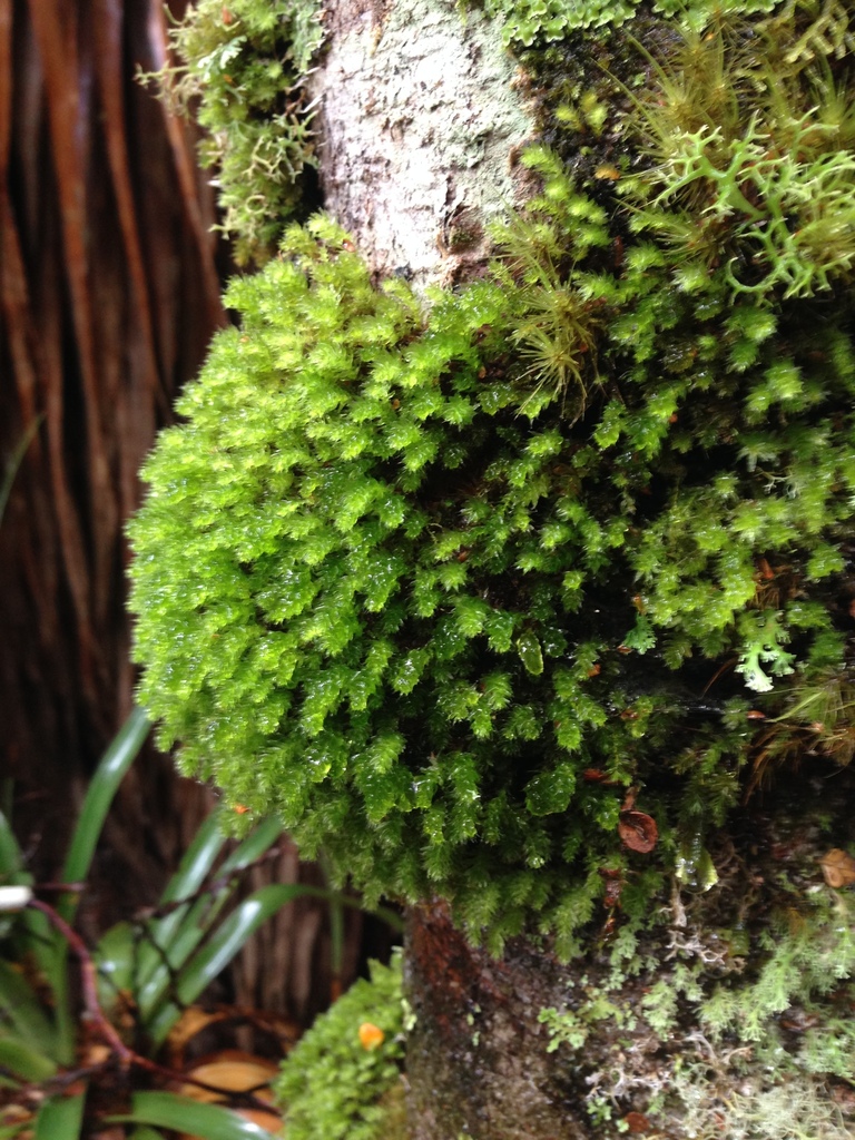 pipe-cleaner moss from Cradle Mountain TAS 7306, Australia on February ...