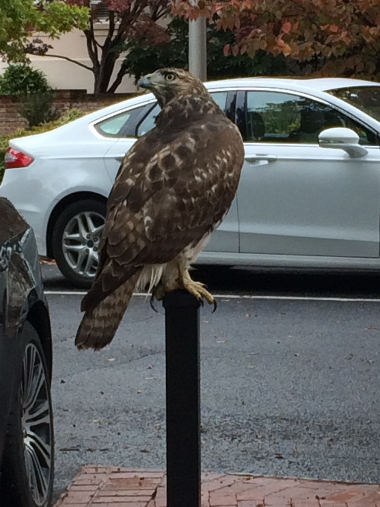 Red-tailed Hawk from University of South Carolina, Columbia, SC, US on ...