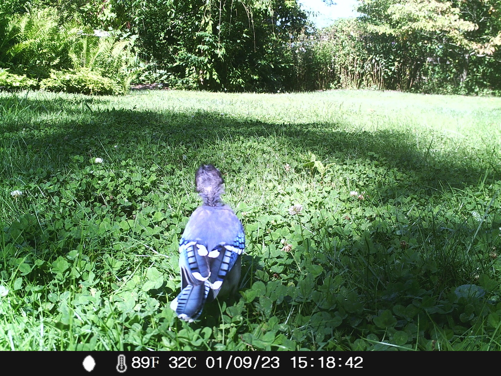 Blue Jay from Forge Pl, Doylestown, PA, US on September 1, 2023 at 03: ...