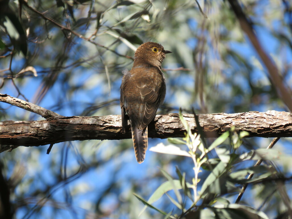 Fan-tailed Cuckoo from Maraylya NSW 2765, Australia on March 28, 2015 ...