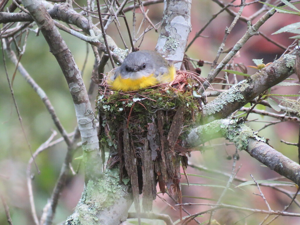Eastern Yellow Robin in September 2015 by Josh Magro · iNaturalist