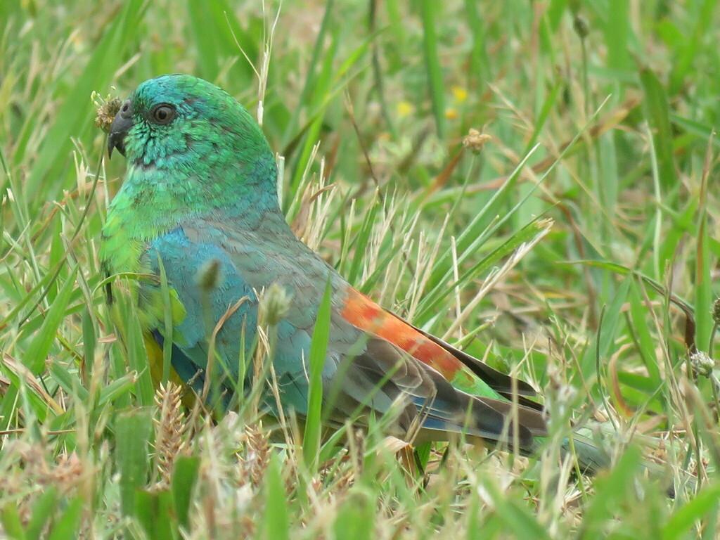 Red-rumped Parrot from Sydney NSW, Australia on November 28, 2015 at 01 ...