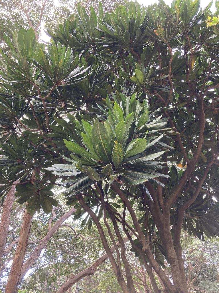 Fish Poison Tree from Hay St, Haymarket, NSW, AU on September 1, 2023 ...