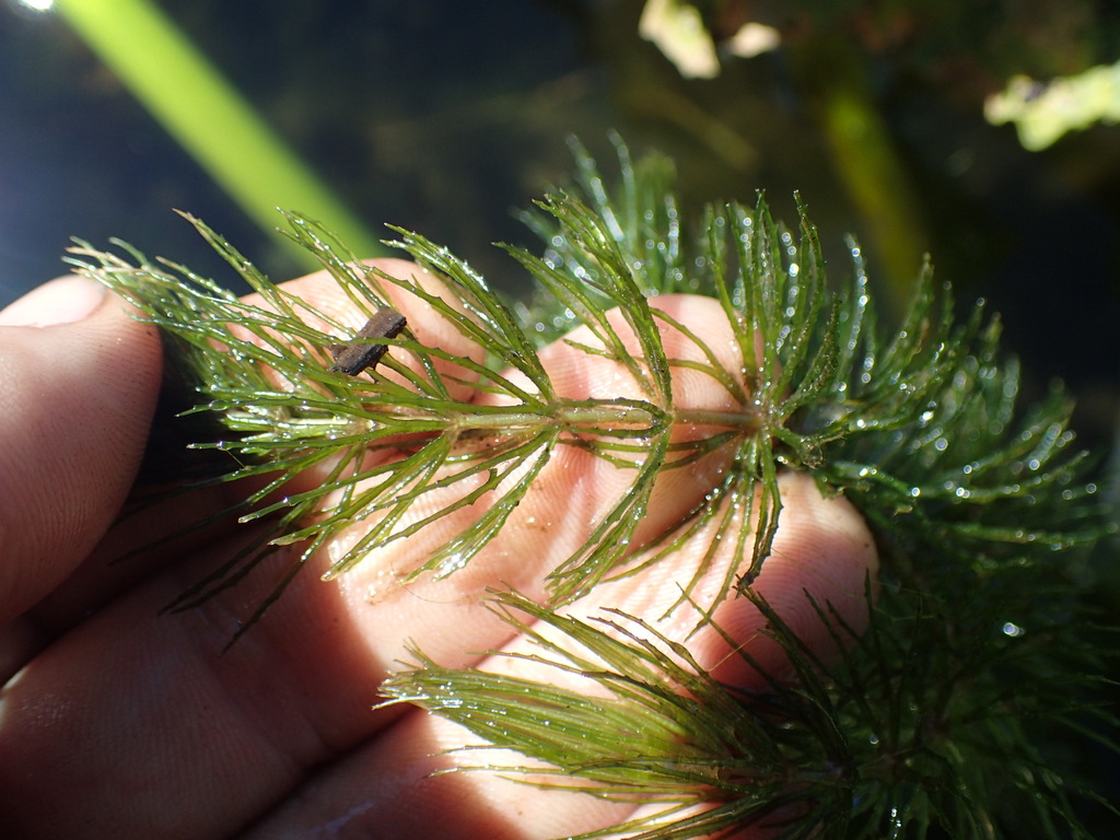 coontail from Plumas County, CA, USA on August 29, 2023 at 10:37 AM by ...