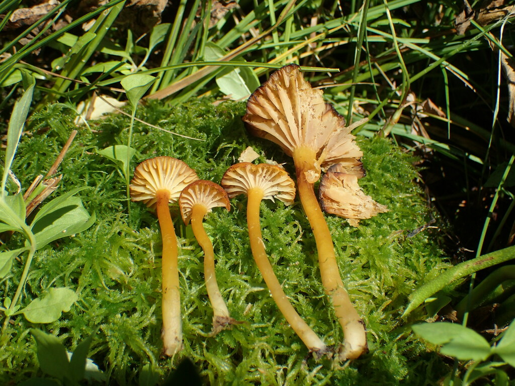 Goblet Waxcap from Plumas County, CA, USA on August 29, 2023 at 10:48 ...