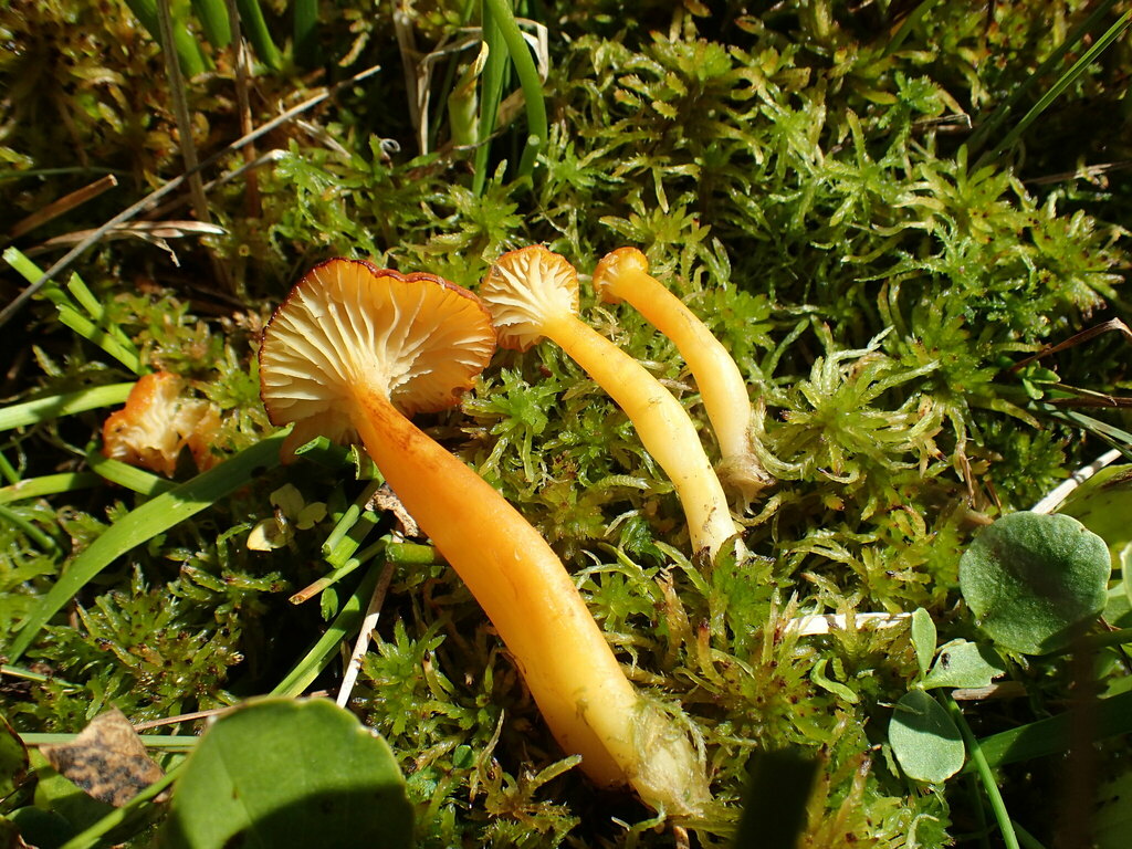 Goblet Waxcap from Plumas County, CA, USA on August 29, 2023 at 12:18 ...