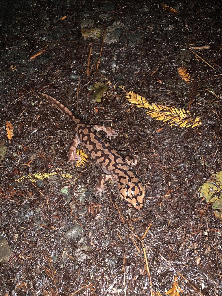 Coastal Giant Salamander from E California Ave, Arcata, CA, US on September 1, 2023 at 07:16 PM ...