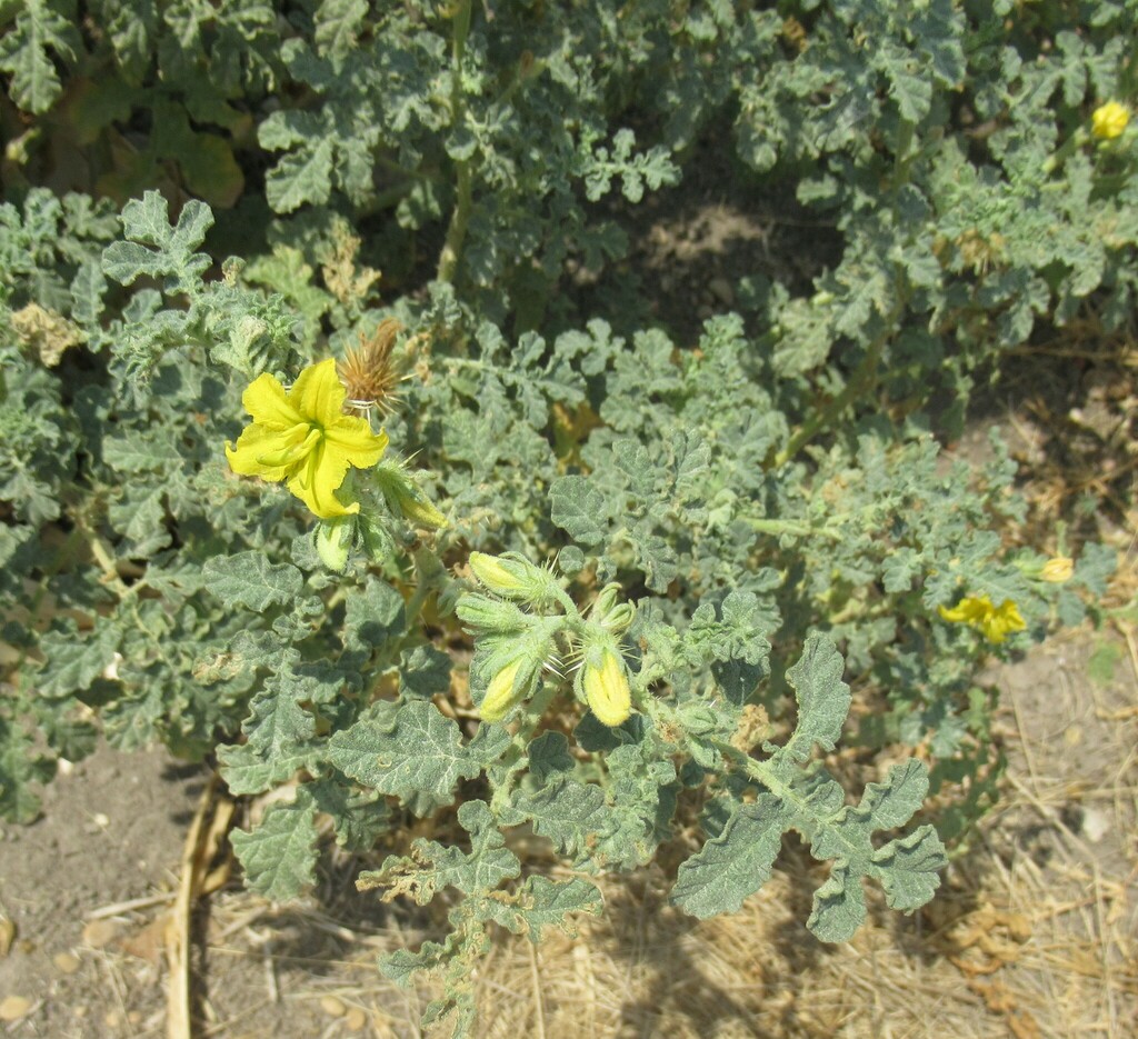 buffalo-bur from Apache Pass, FM 908. Milam County, TX, USA on August ...