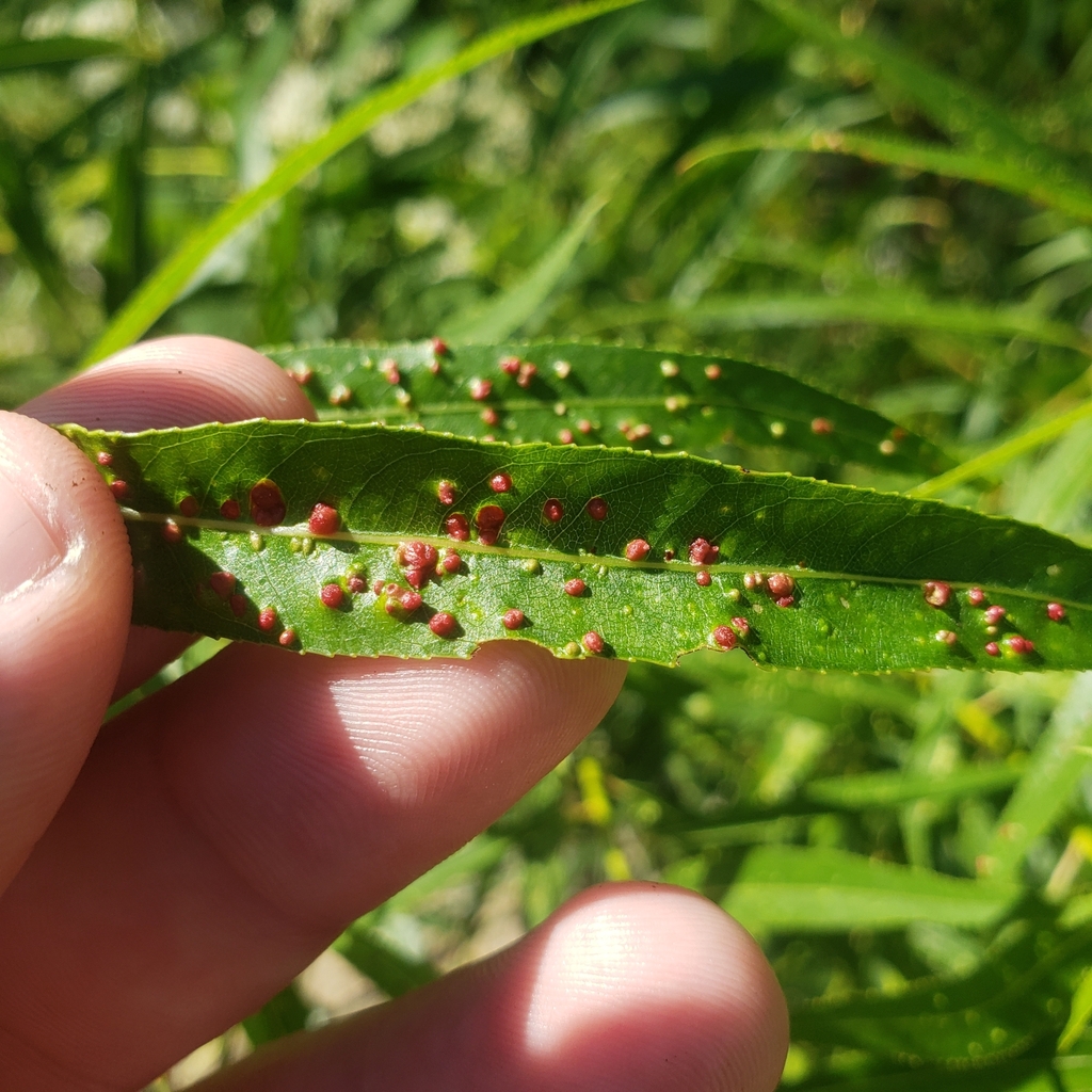 Willow Bead Gall Mite from Ranger Station, Millcreek Township, PA 16507 ...