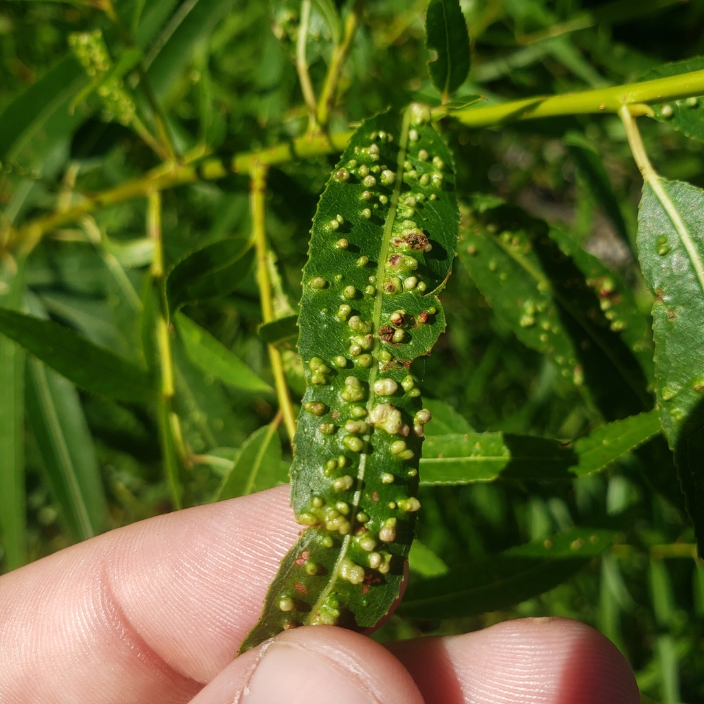 Willow Bead Gall Mite from Ranger Station, Millcreek Township, PA 16507 ...