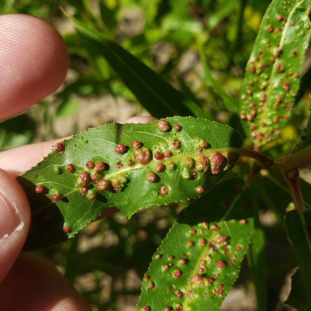 Willow Bead Gall Mite from Ranger Station, Millcreek Township, PA 16507 ...