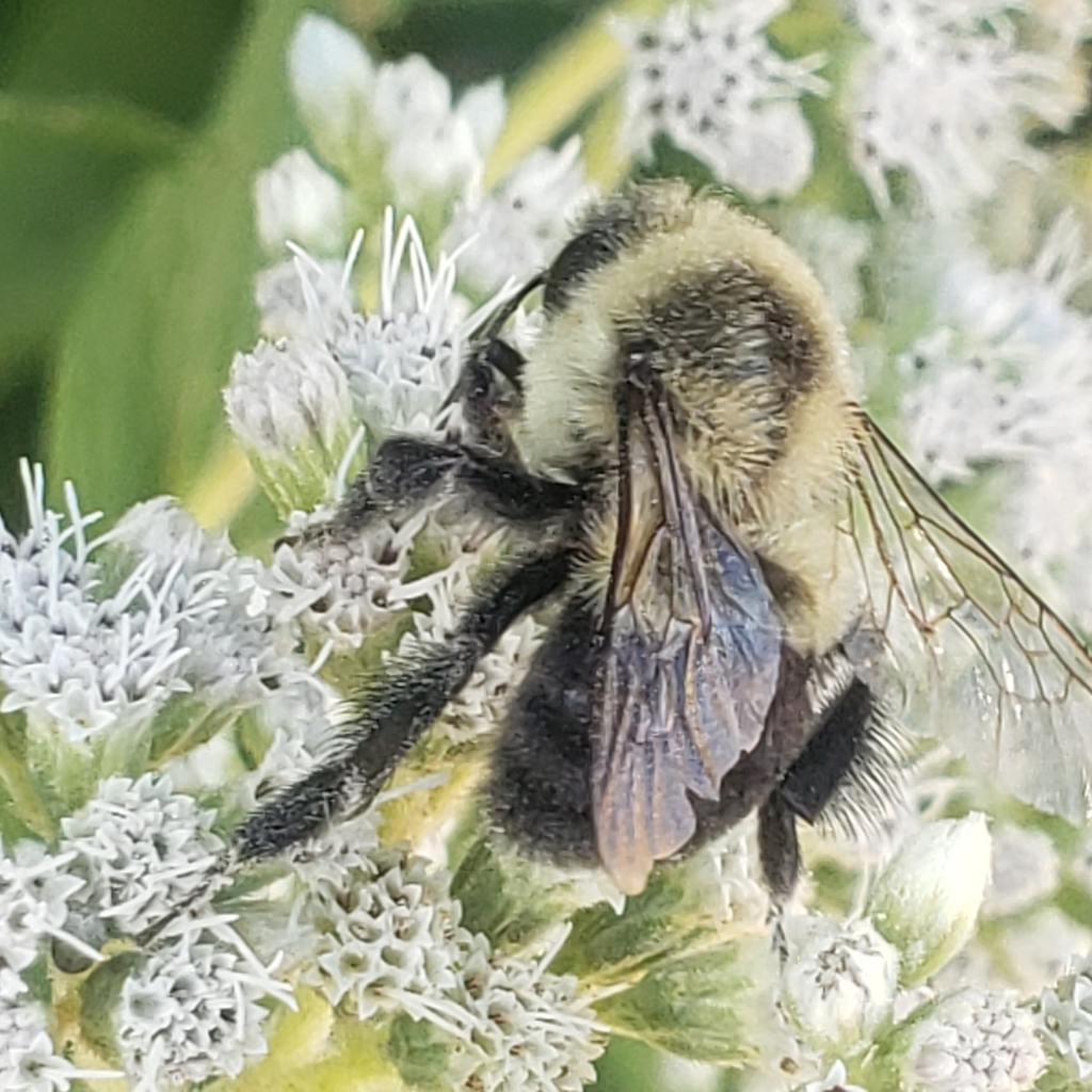 Common Eastern Bumble Bee from Ranger Station, Millcreek Township, PA ...
