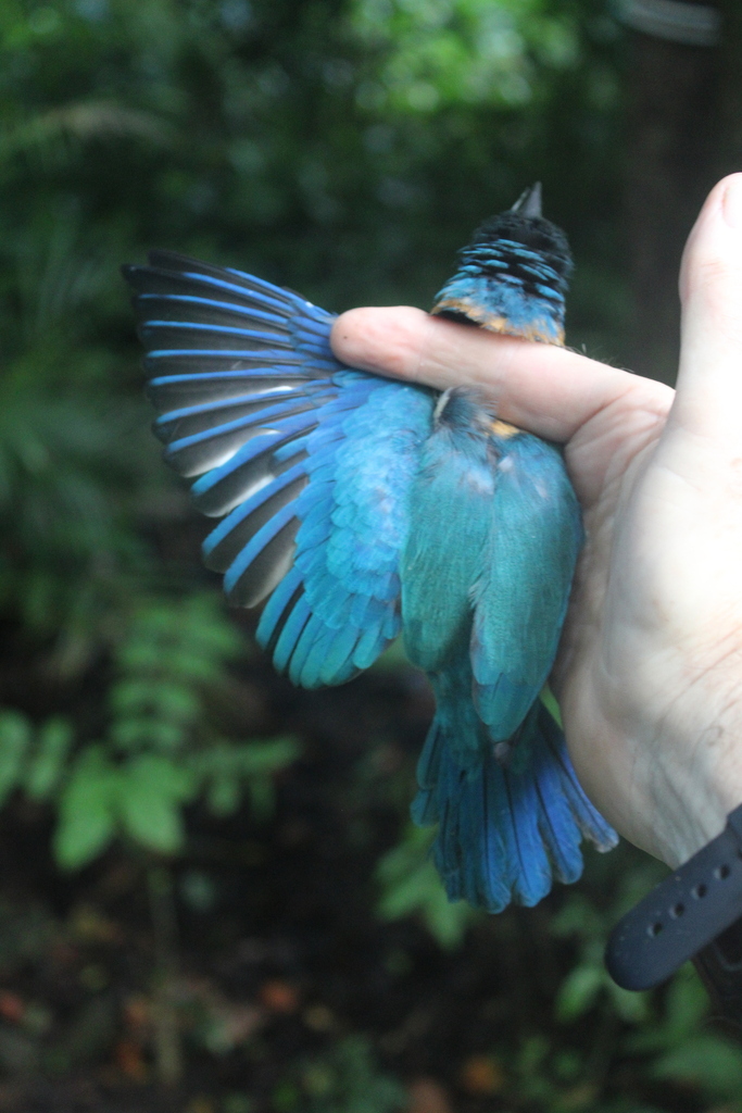 Pacific Kingfisher from Nadroga-Navosa, Fiji on April 29, 2023 at 04:57 ...