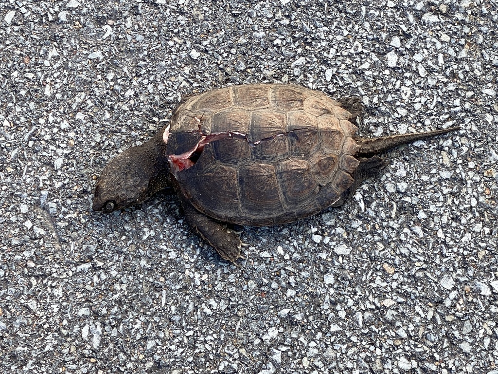 Common Snapping Turtle in August 2023 by Mike Jones. Juvenile dead on ...