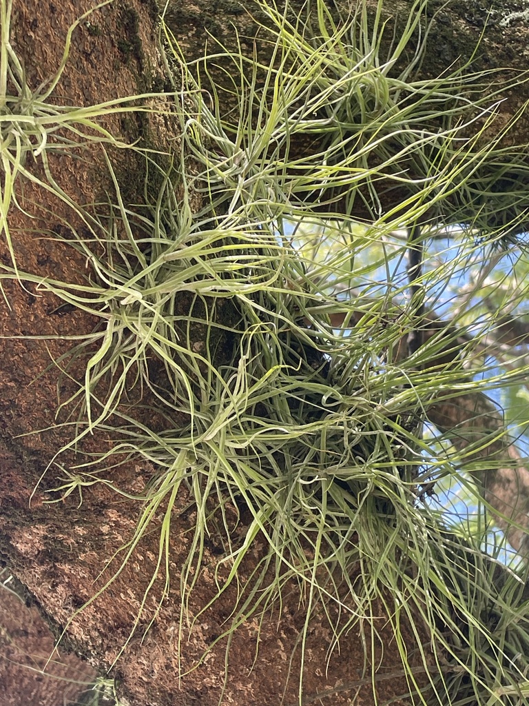 plants from Esplanade, Cairns City, QLD, AU on August 30, 2023 at 02:30 ...