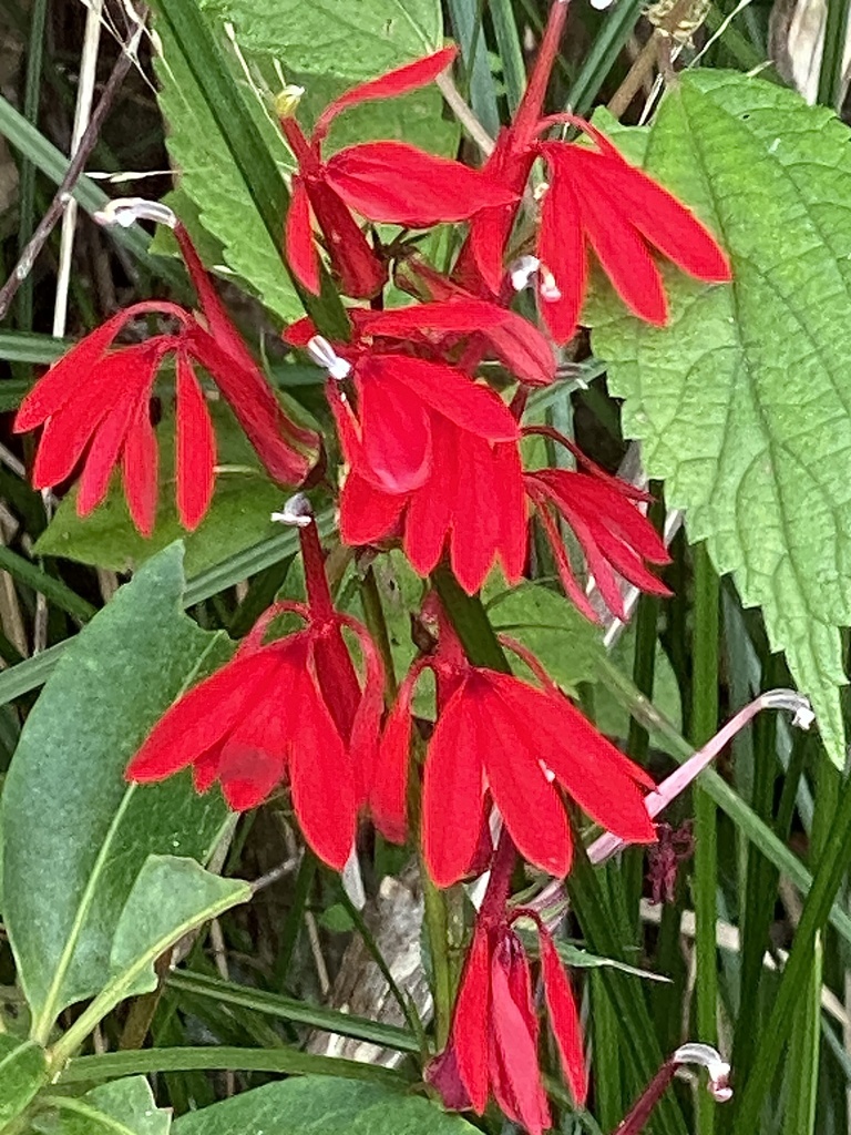 cardinal flower from Harriman State Park, Sloatsburg, NY, US on ...