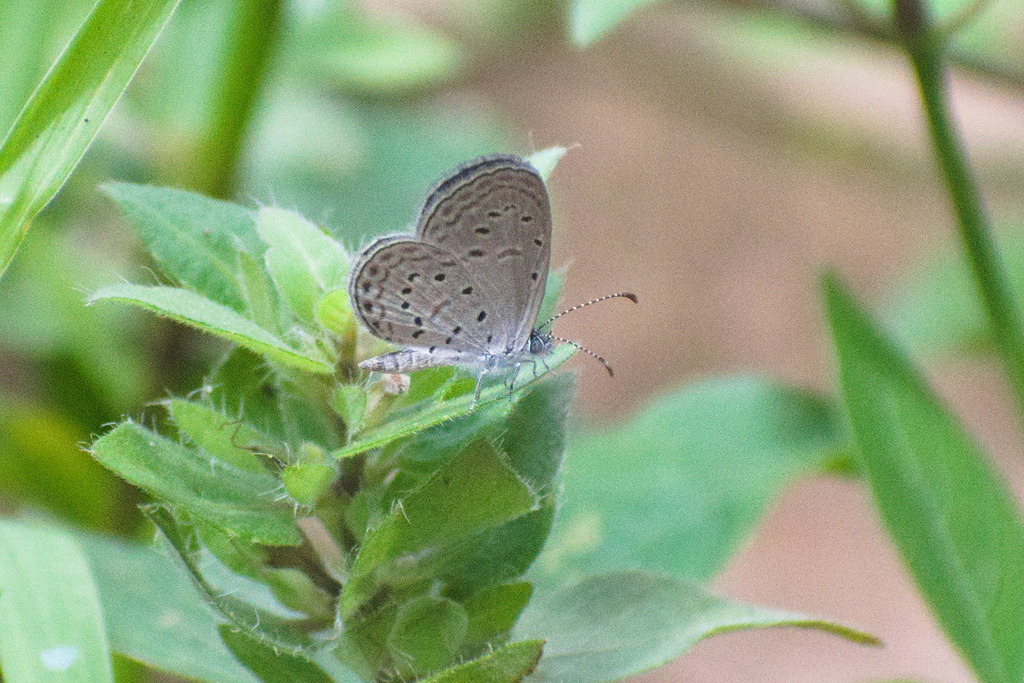Tiny Grass Blue from Nuku District, Papua New Guinea on September 1 ...