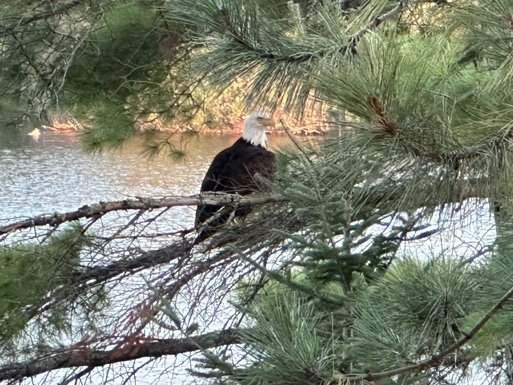 Bald Eagle from Bigfork, MN, US on September 1, 2023 at 07:23 PM by ...