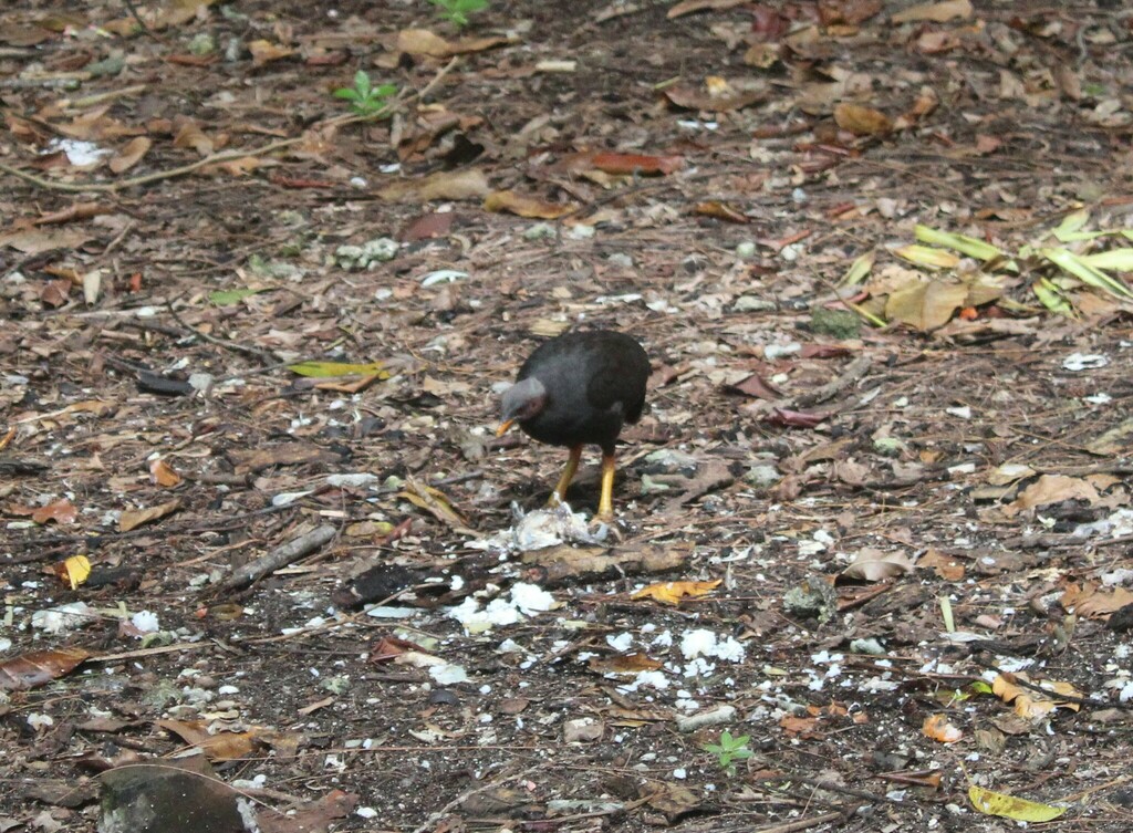 Micronesian Megapode in August 2023 by Mark O'Brien. Hoovering up ...