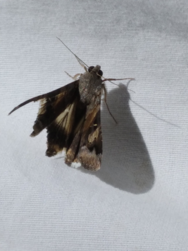 Indomitable Graphic Moth from Duncanville, TX 75137, USA on September 1 ...