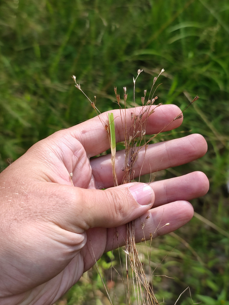 Toad rush from Н6-1 (Бол. Острова - Островское болото), Гусь ...