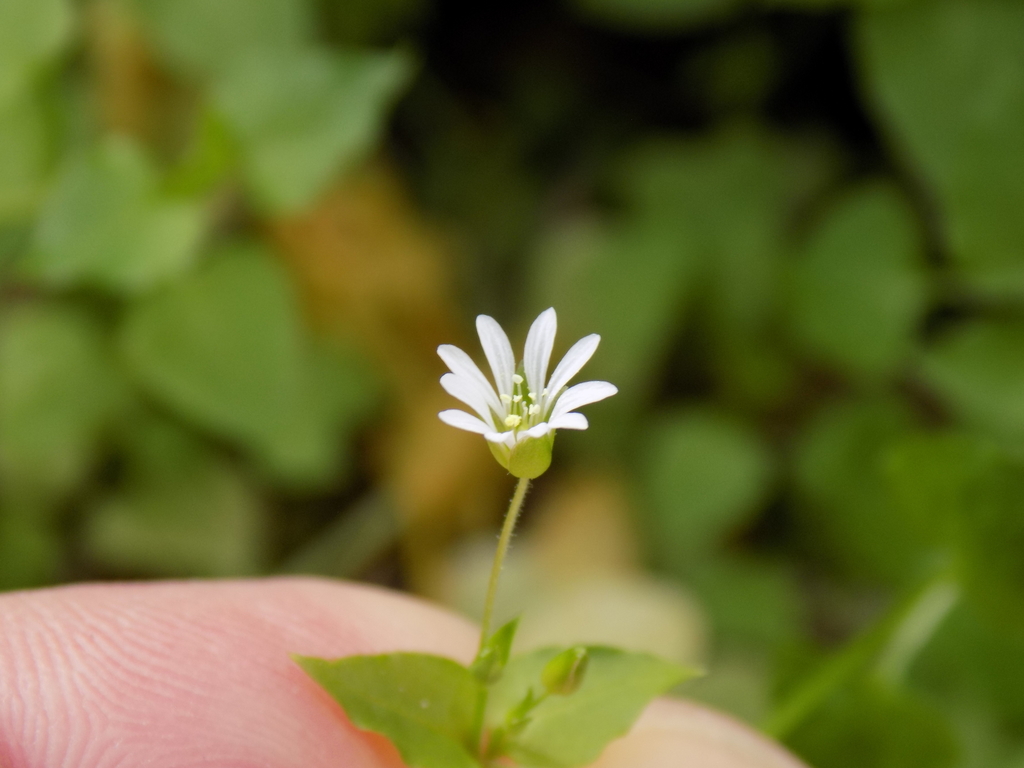Mexican Chickweed (Wildlife and Wildflowers of Texas - Plants Pt.2 ...