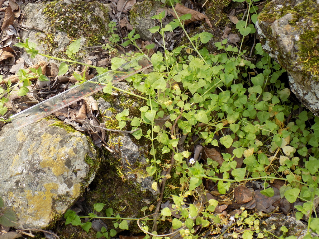 Mexican Chickweed (Wildlife and Wildflowers of Texas - Plants Pt.2 ...