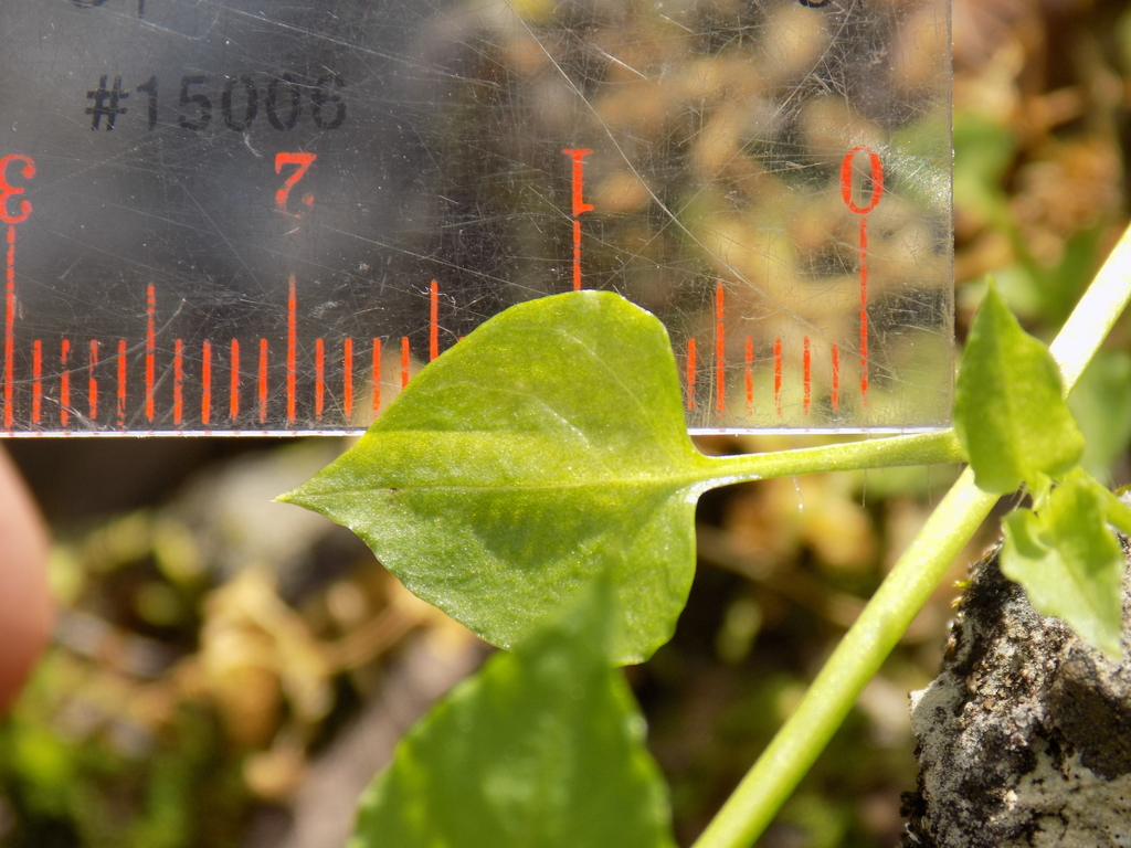 Mexican Chickweed (Wildlife and Wildflowers of Texas - Plants Pt.2 ...