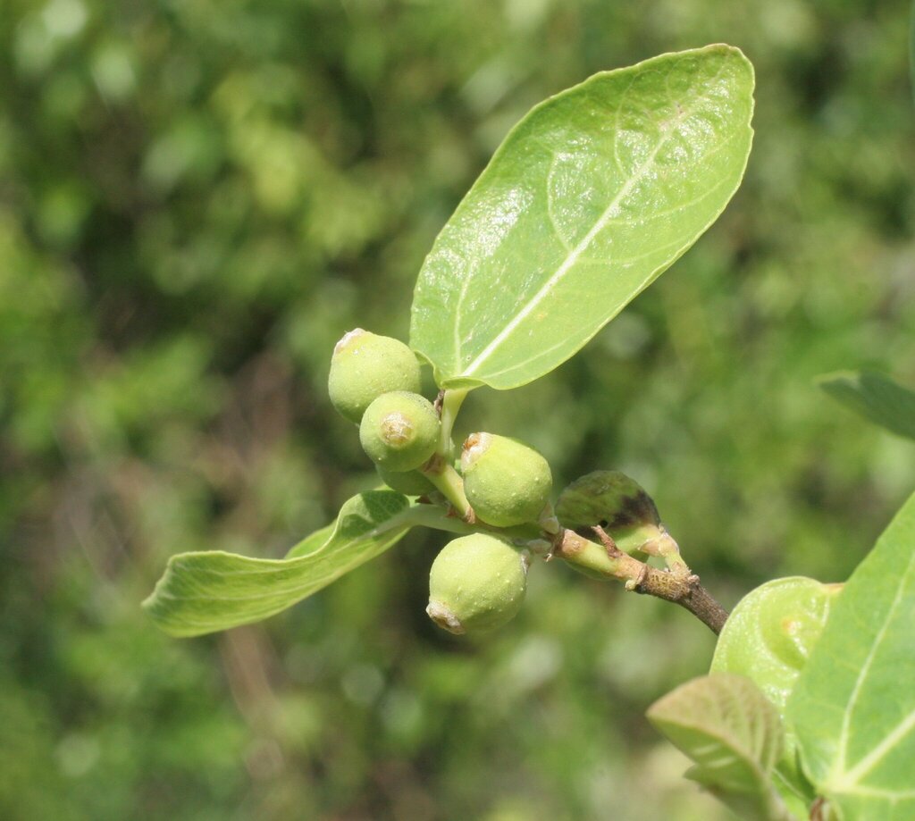 Something from Kununurra WA 6743, Australia on November 9, 2009 by ...