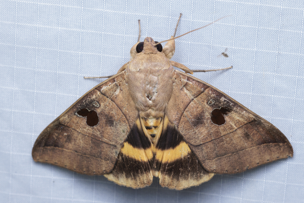 Thyas coronata from 23, Jalan Peninjau, Bukit Fraser, 49000 Bukit ...