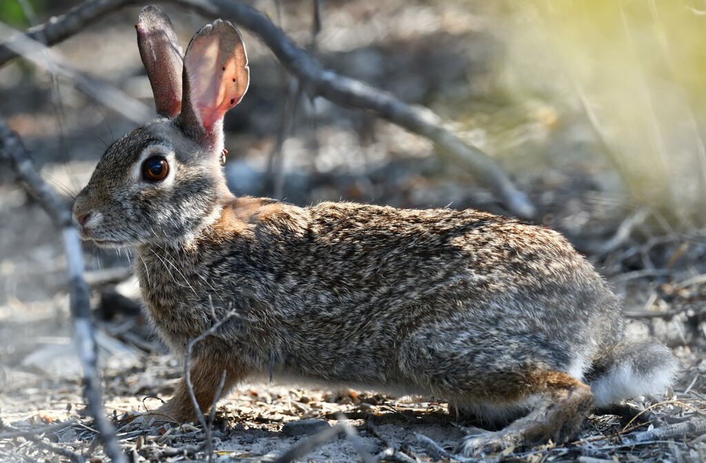Desert Cottontail from Bustamante, N.L., México on August 31, 2023 at ...