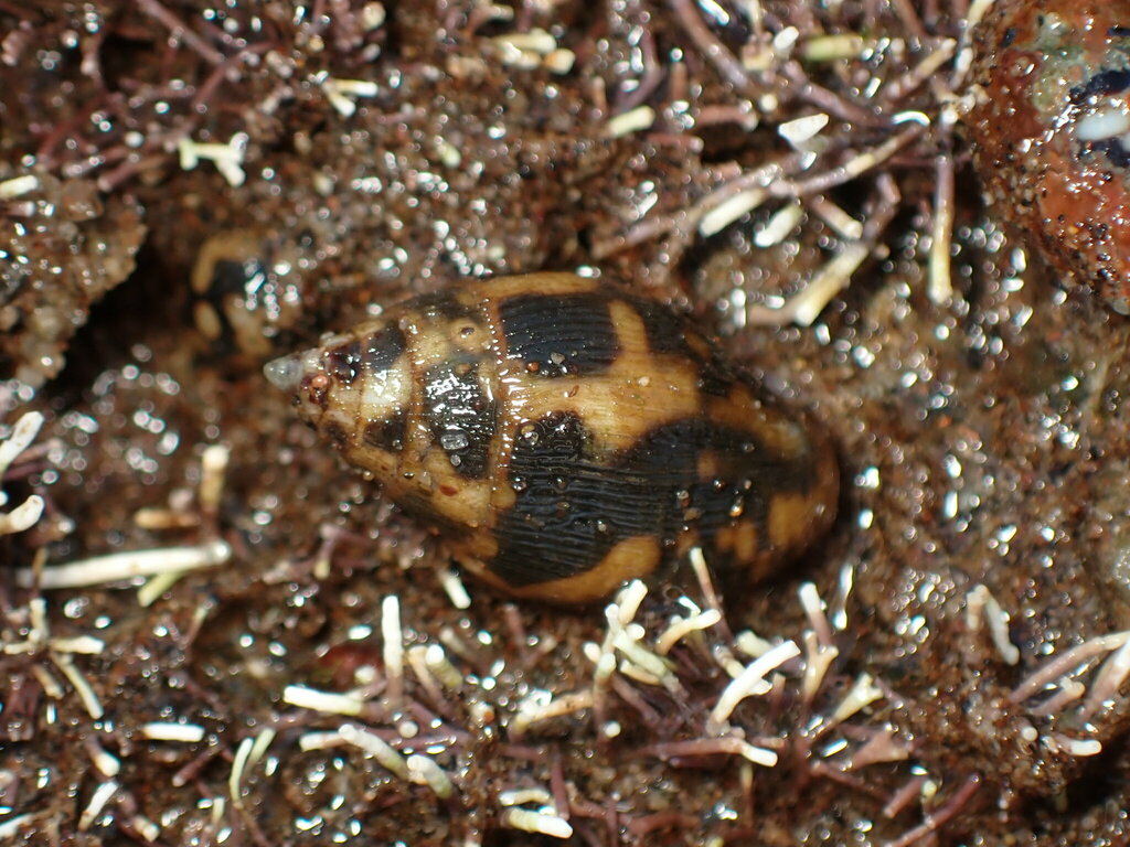 Tortoise Dove Shell from Dauin, Negros Oriental, Philippines on August ...