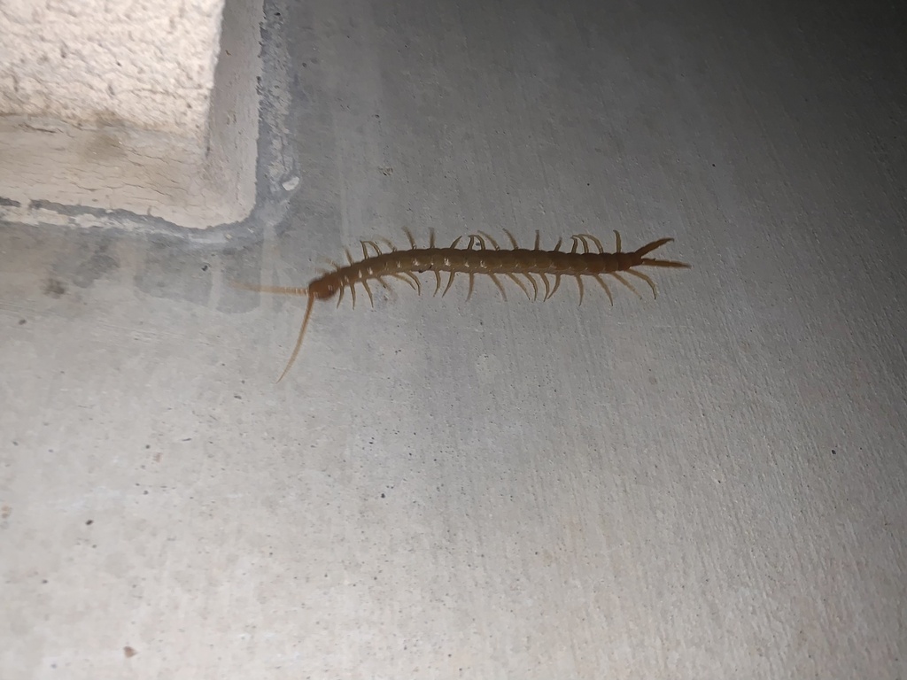Common Desert Centipede from Death Valley National Park, Death Valley ...