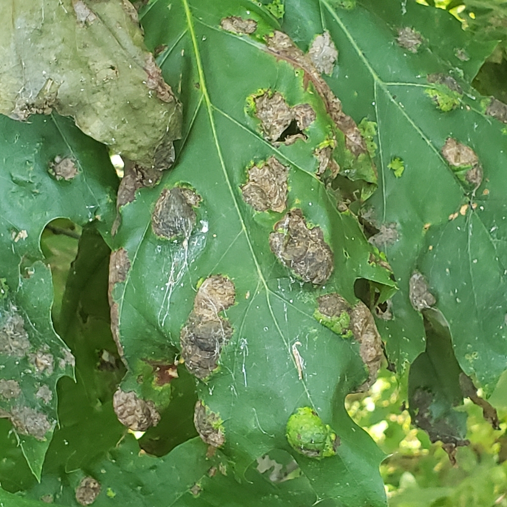 Oak Leaf Blister from Water Works, Millcreek Township, PA 16507, USA on ...