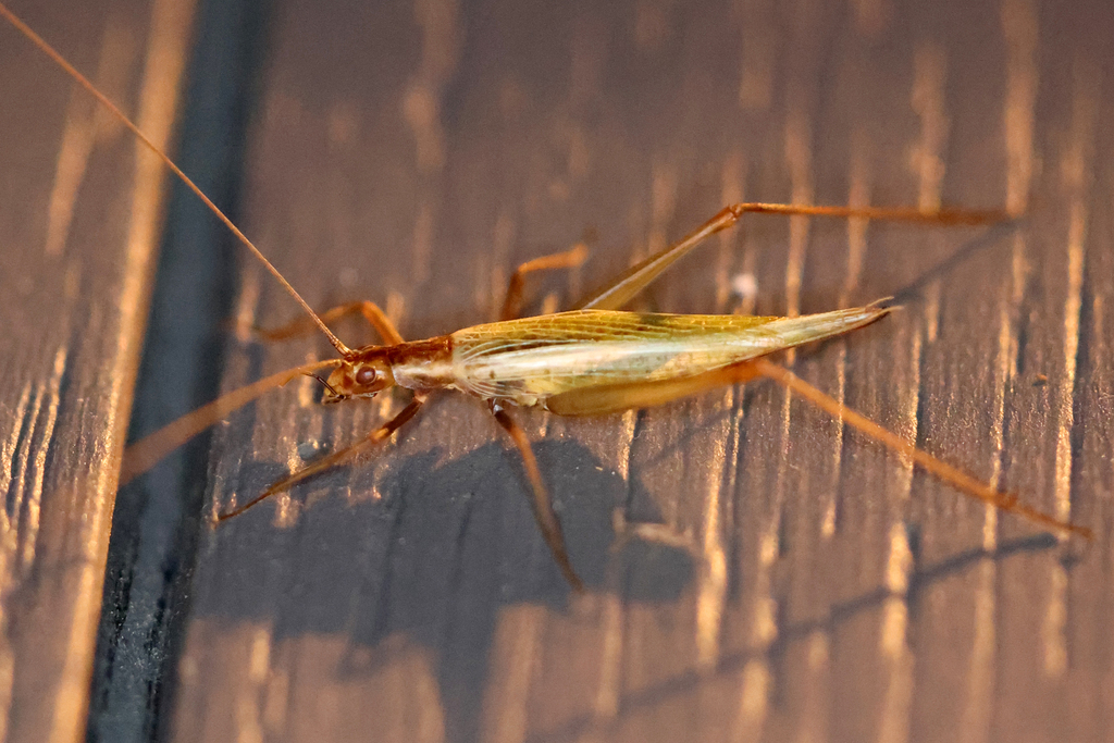Common Tree Crickets from Shepard Settlement, Onondaga County, NY, USA ...