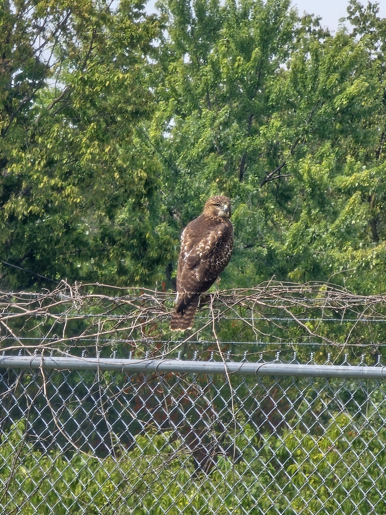 Red-tailed Hawk from Bond Hill, Cincinnati, OH, USA on August 29, 2023 ...