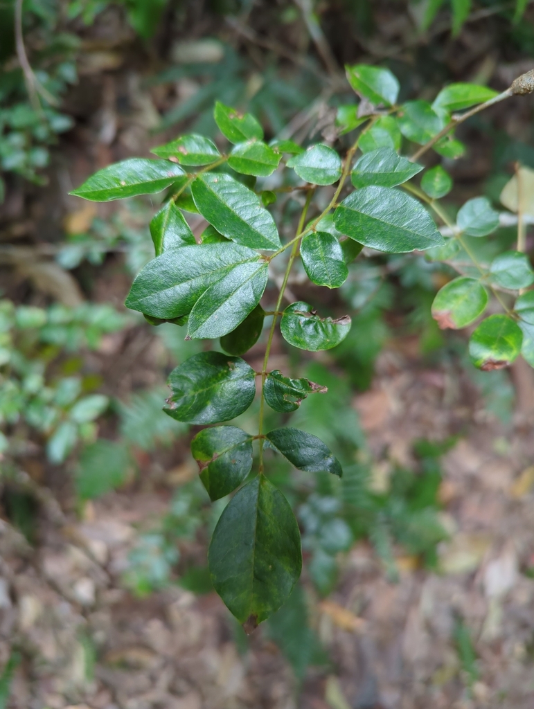 Blood Vine from Brookfield (incl. Brisbane Forest Park), D'Aguilar, AU ...