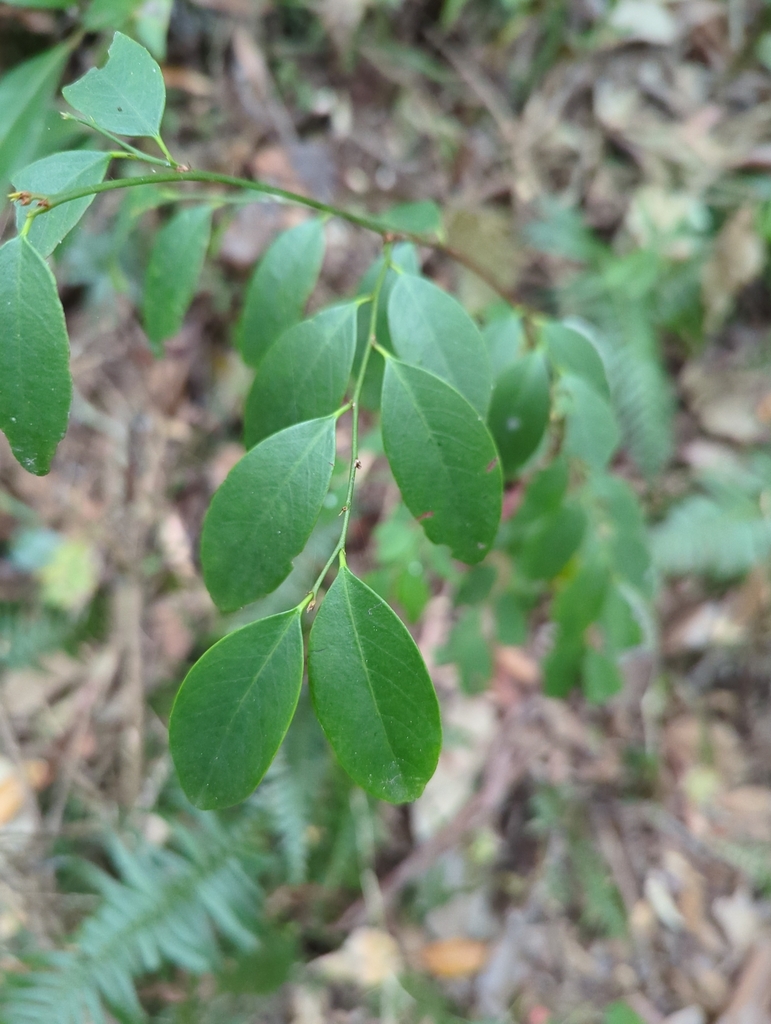 coffee bush from Brookfield (incl. Brisbane Forest Park), D'Aguilar, AU ...