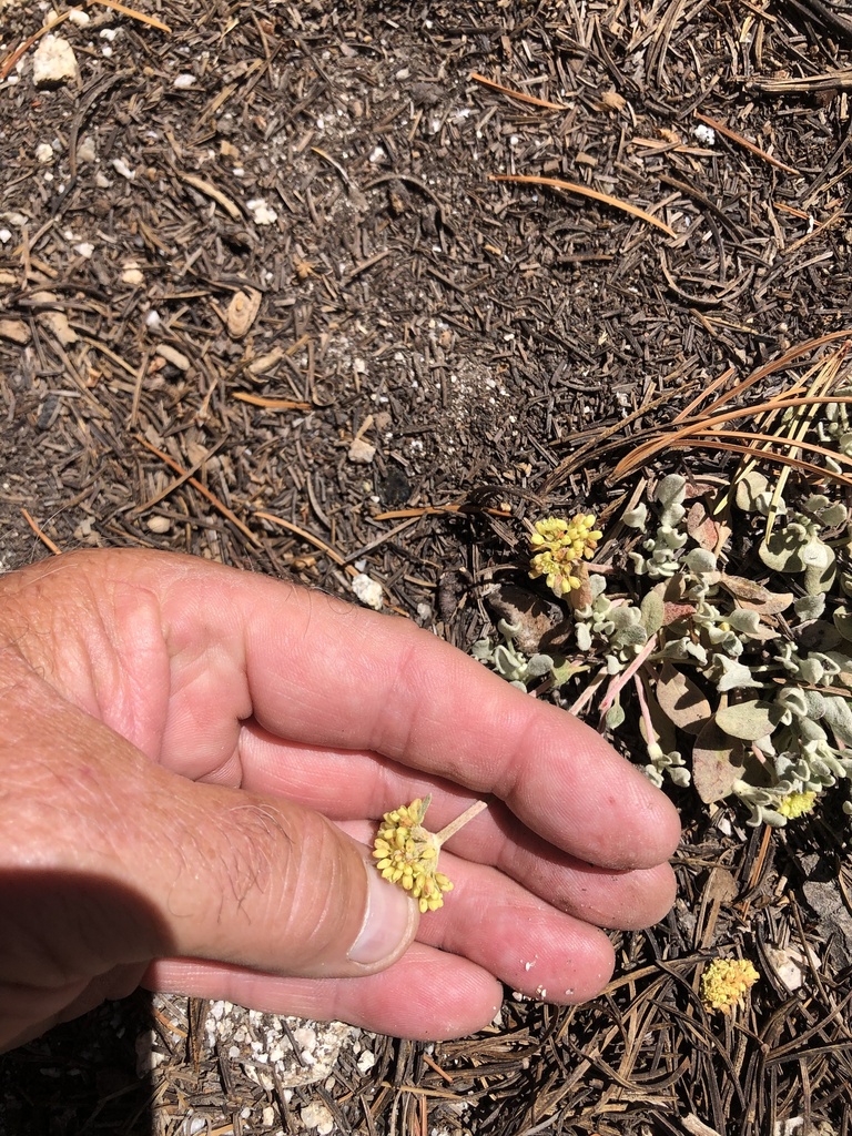 Frosted Buckwheat from John Muir Wilderness, Bishop, CA, US on August ...