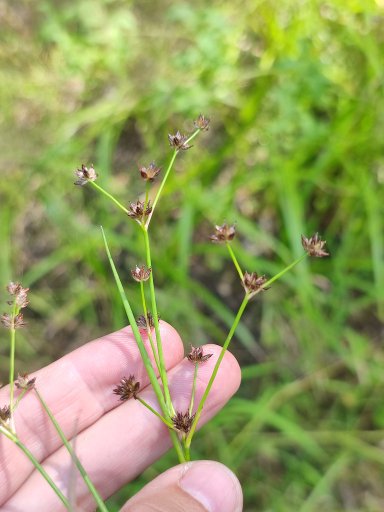 Jointed rush from Н6-1 (Бол. Острова - Островское болото), Гусь ...
