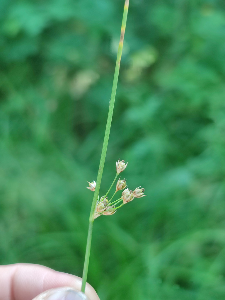 Thread Rush from Н6-1 (Бол. Острова - Островское болото), Гусь ...