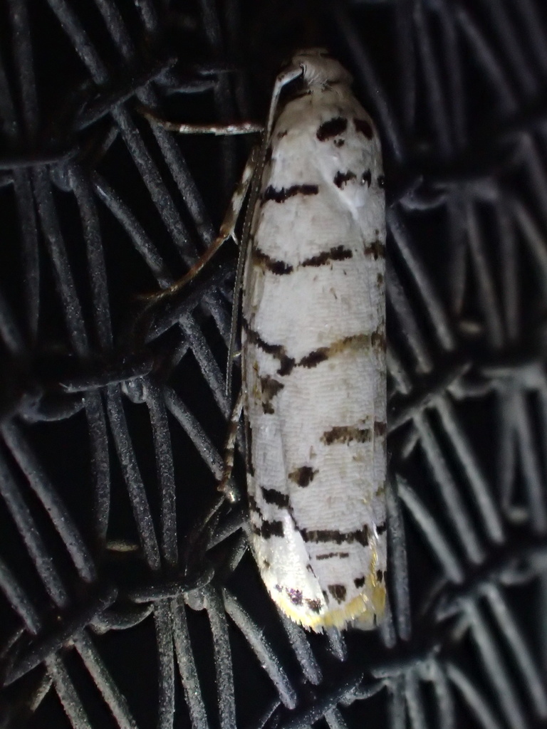Ladder-backed Ethmia Moth from Butterfly Park Dr, Mission, TX, US on ...