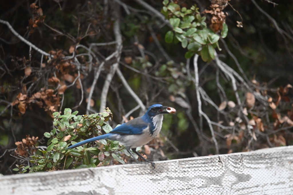 Island Scrub-Jay from Santa Cruz Island Reserve, Channel Islands ...