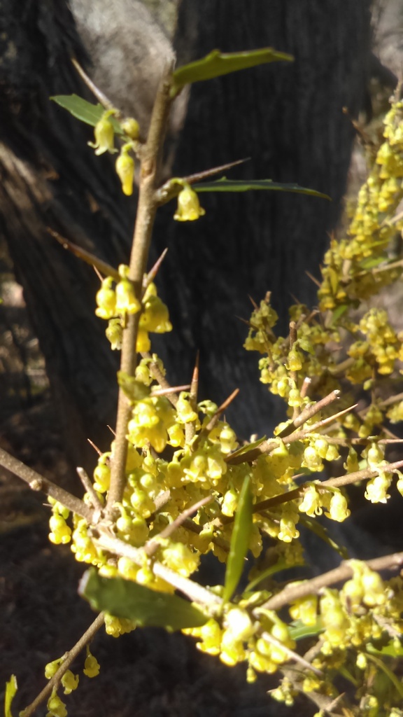 tree violet from Kanimbla NSW 2790, Australia on September 2, 2023 at ...