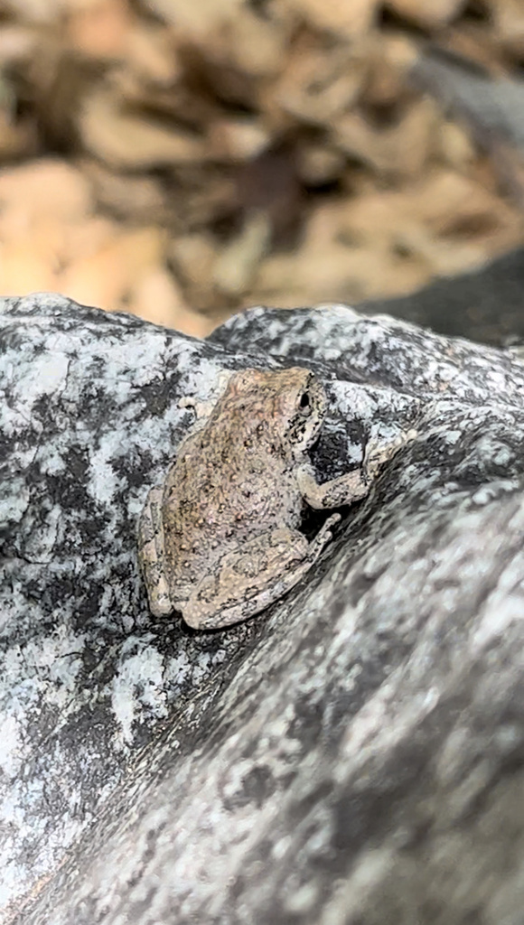California Tree Frog from Cleveland National Forest, Silverado, CA, US ...