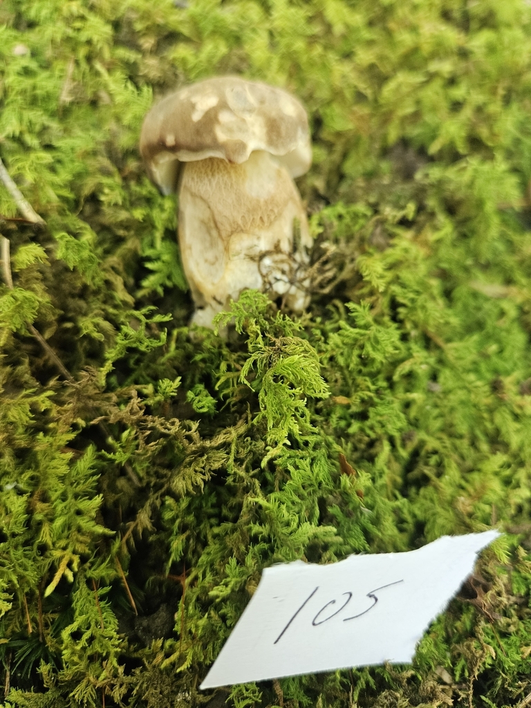 Boletus variipes from Westmoreland County, US-PA, US on September 1 ...