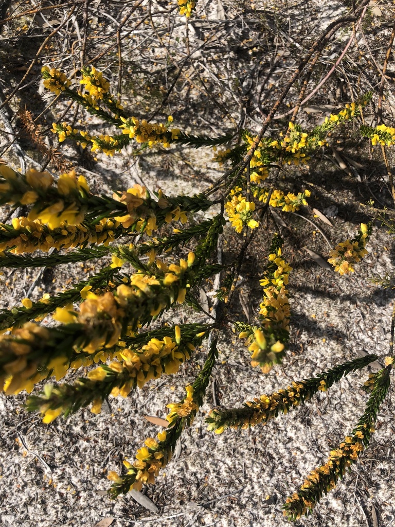 Mirbelieae from K’gari (Fraser Island) Recreation Area, Eurong, QLD, AU ...